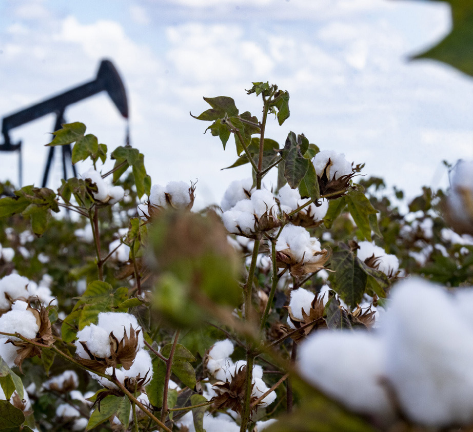 Cold weather plus rain is affecting cotton farmers | Floyd County ...